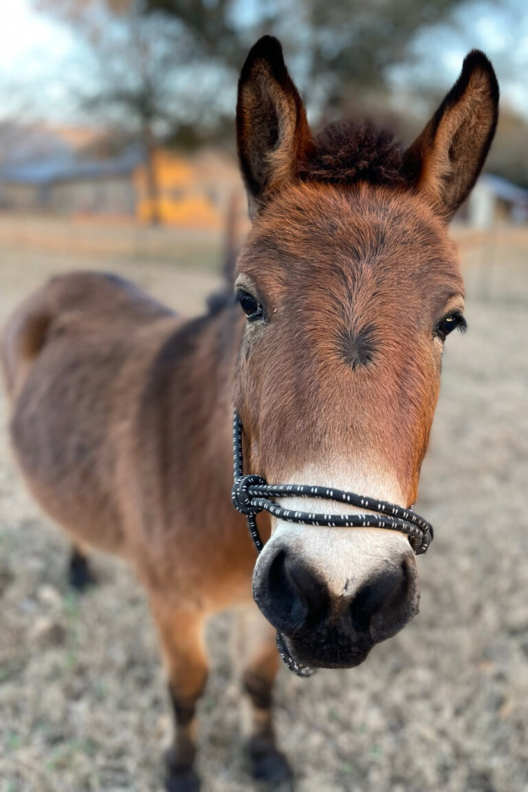 My Rescue Mini Mules - Do Dodson Designs