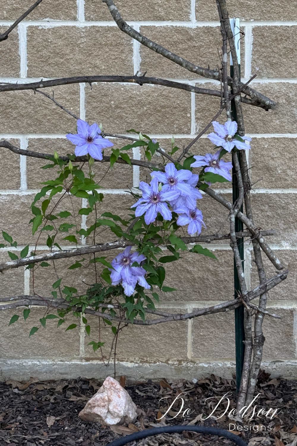 How To Build A Rustic Trellis For Your Clematis From Repurposed ...