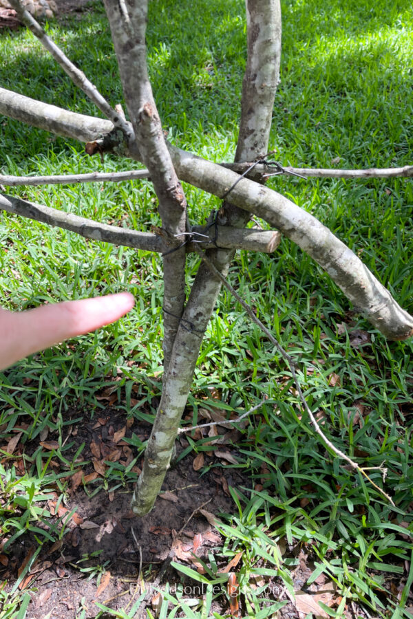 How To Build A Rustic Trellis For Your Clematis From Repurposed ...