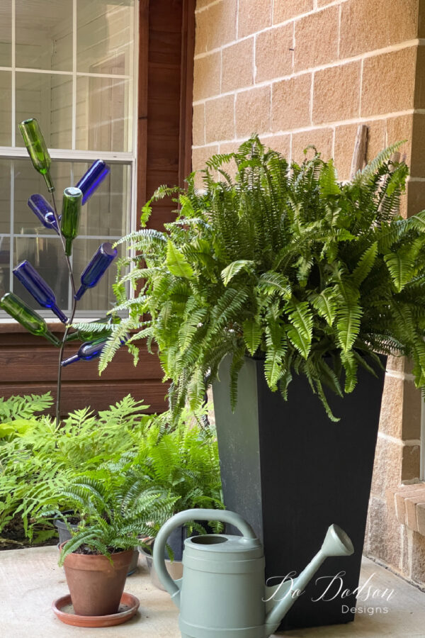 6 Tips To Help You Master Outdoor Fern Care In Pots - Do Dodson Designs