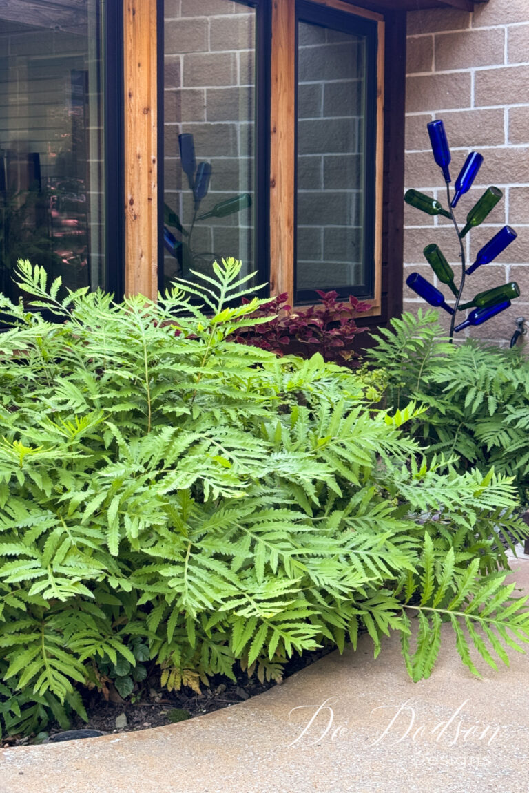 6 Tips To Help You Master Outdoor Fern Care In Pots - Do Dodson Designs