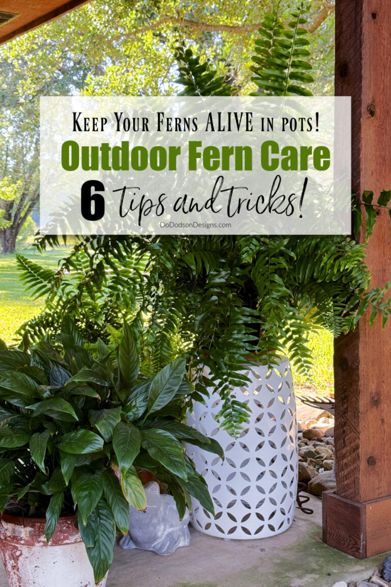 6 Tips To Help You Master Outdoor Fern Care In Pots - Do Dodson Designs