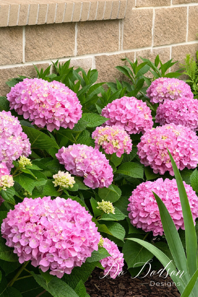 Don’t Fertilize Hydrangeas Until You Read This (Timing Matters!) - Do ...